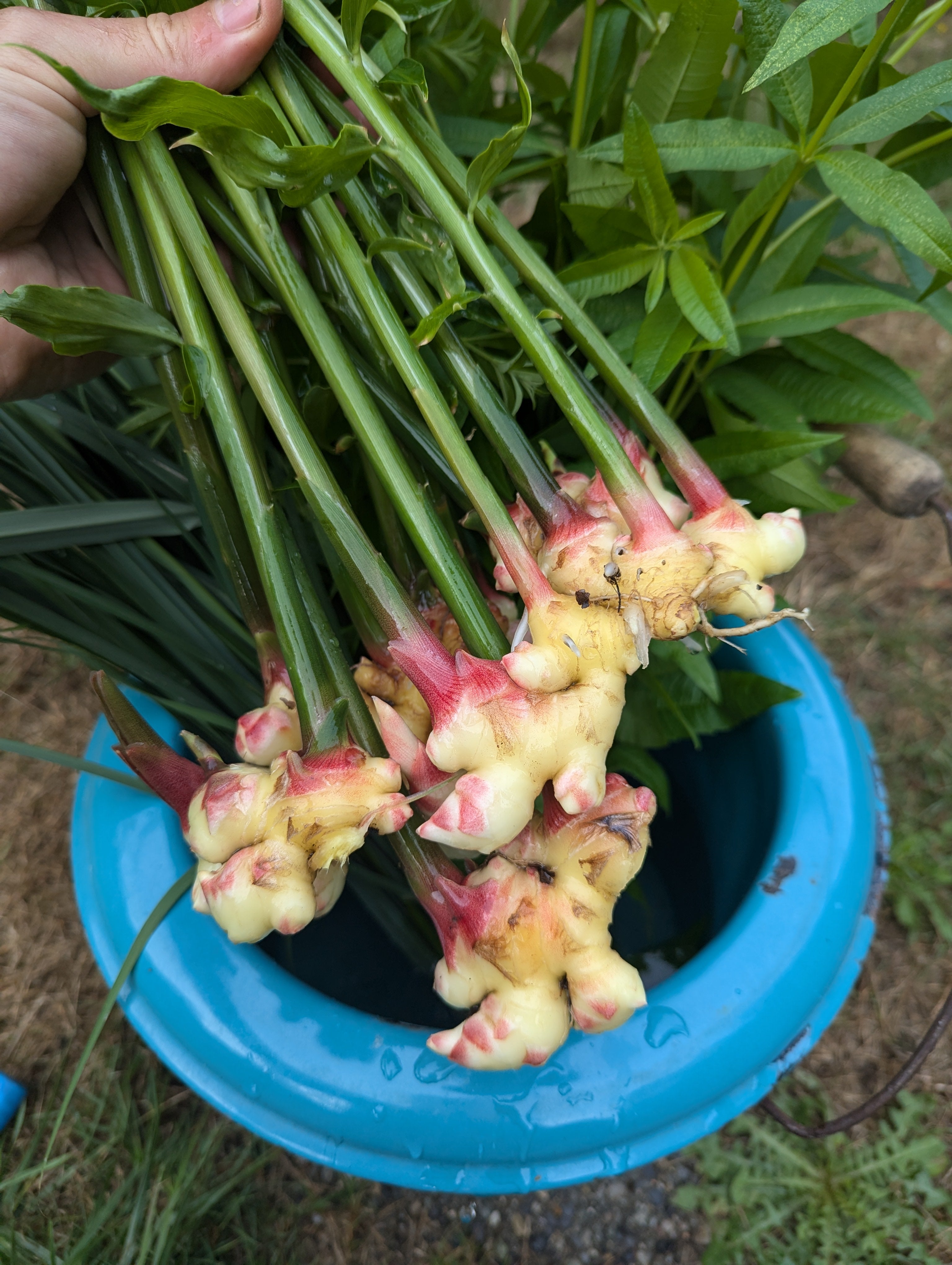 Baby Ginger (FRESH) – Root Digger Herb Farm