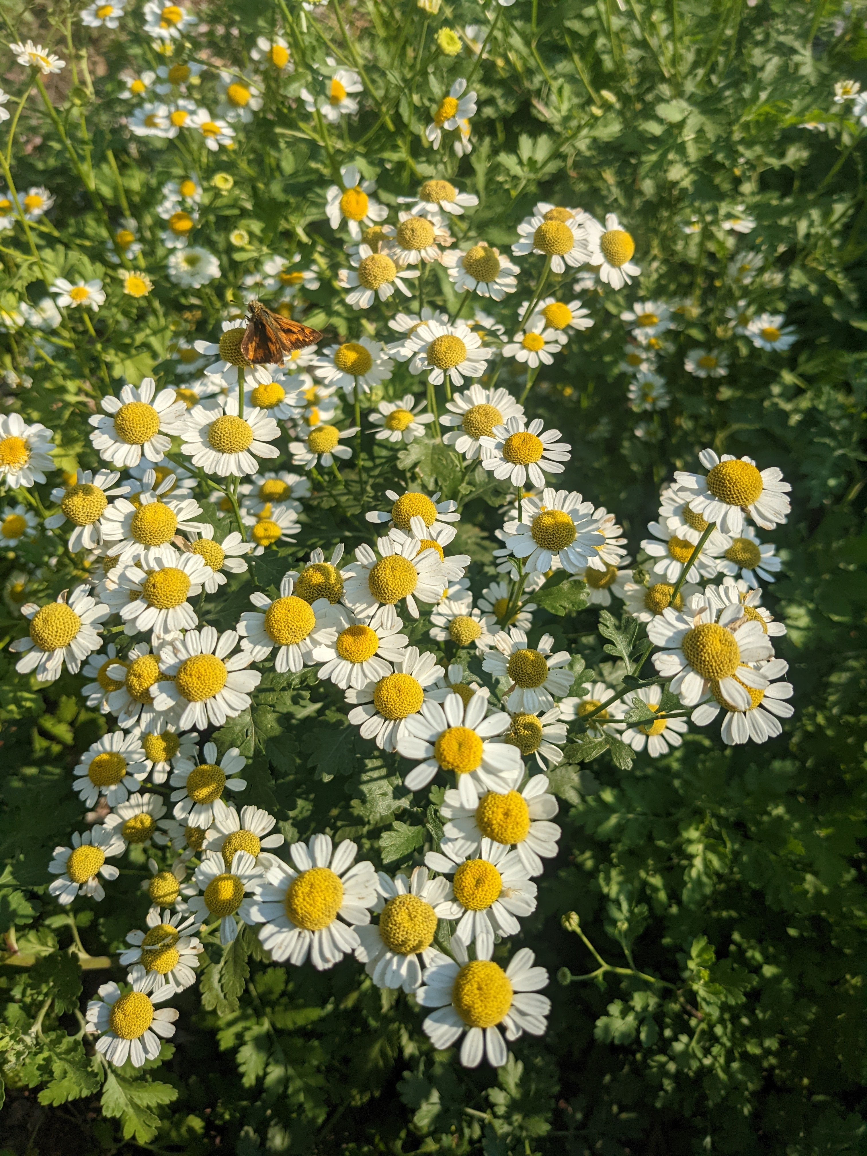 Feverfew (FRESH) – Root Digger Herb Farm
