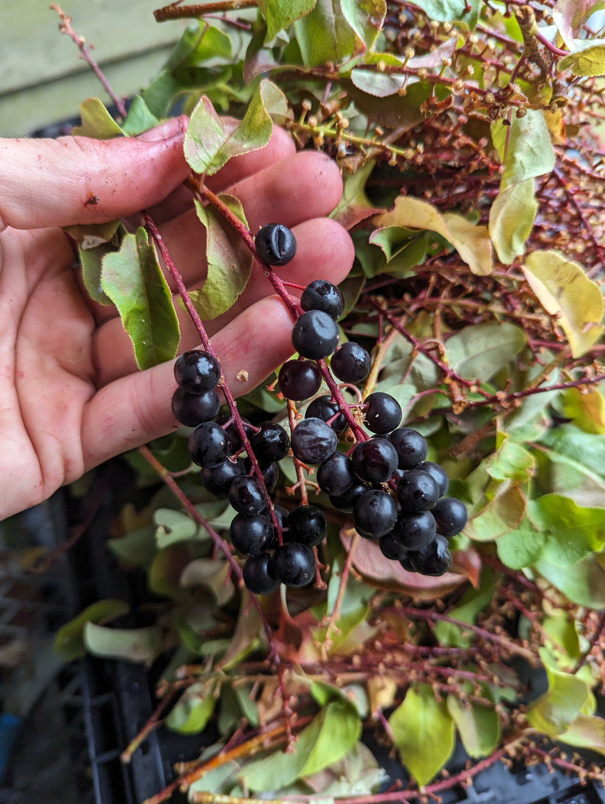 Chokecherries (FRESH) – Root Digger Herb Farm