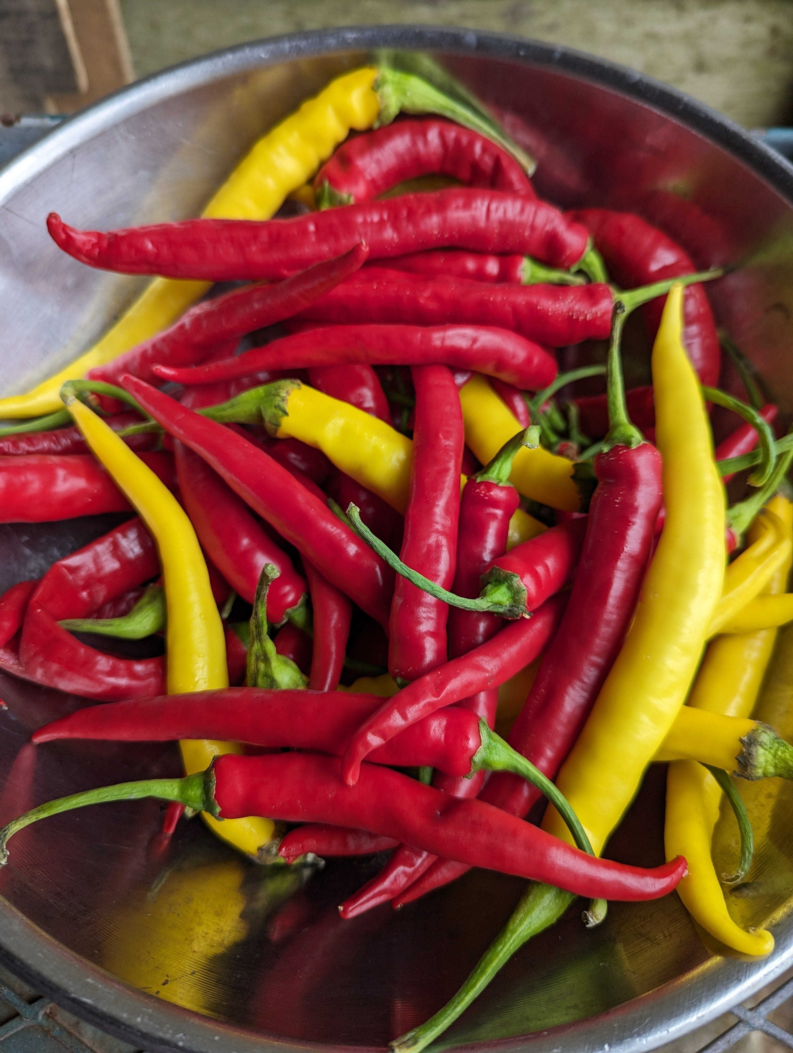 Cayenne (FRESH) – Root Digger Herb Farm