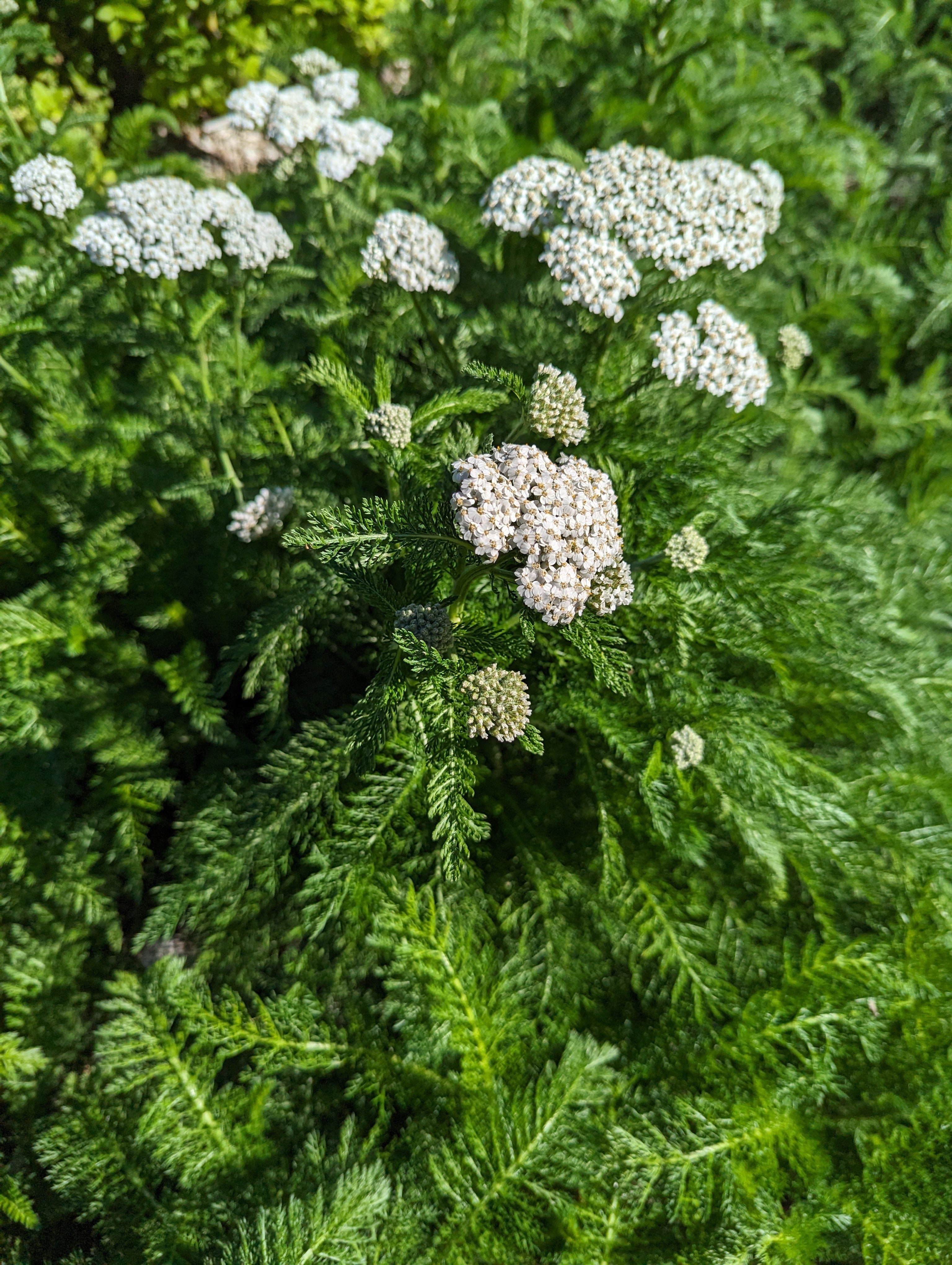 Yarrow (FRESH) – Root Digger Herb Farm