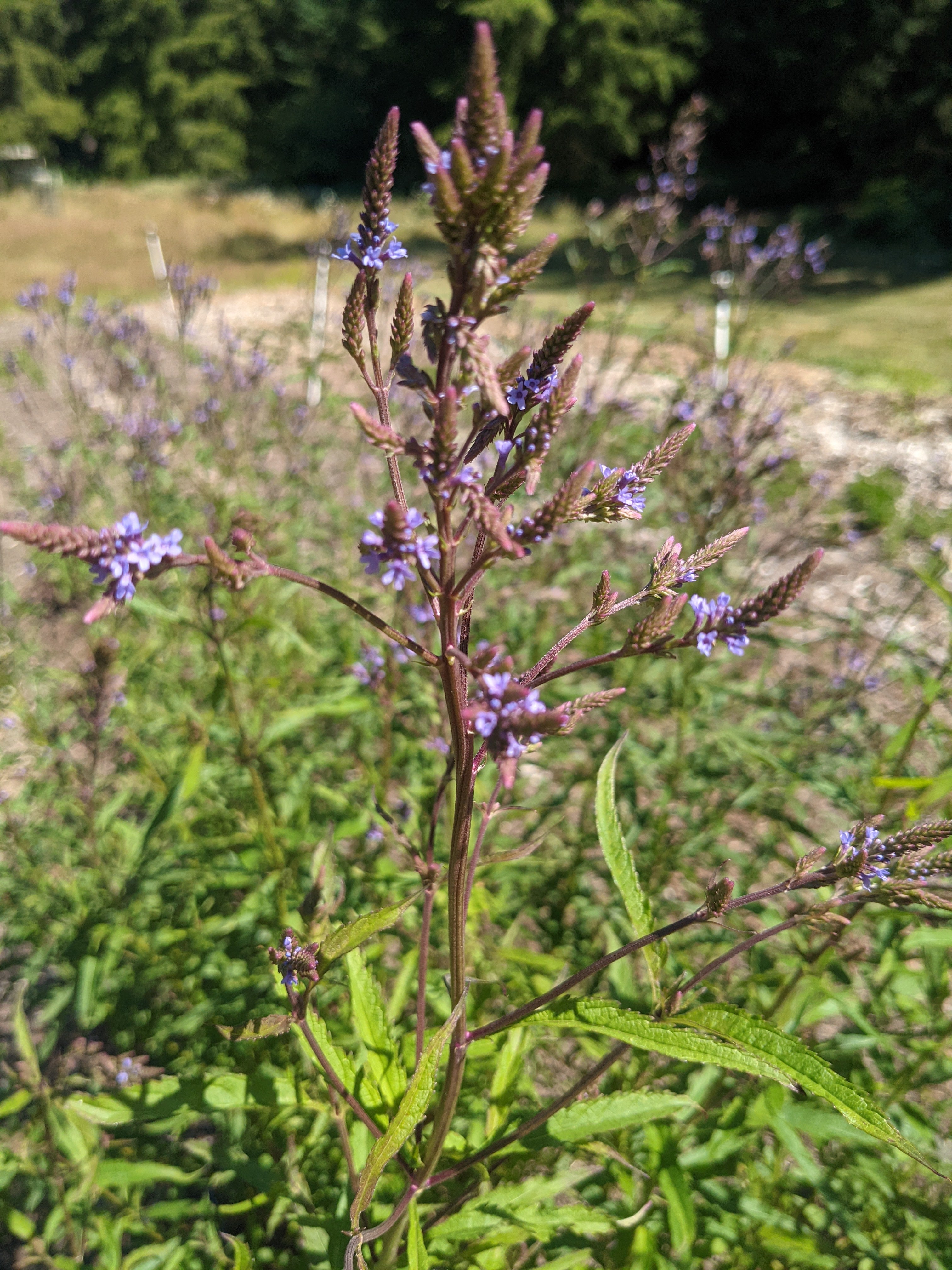 Blue Vervain (Dried) | Root Digger Herb Farm