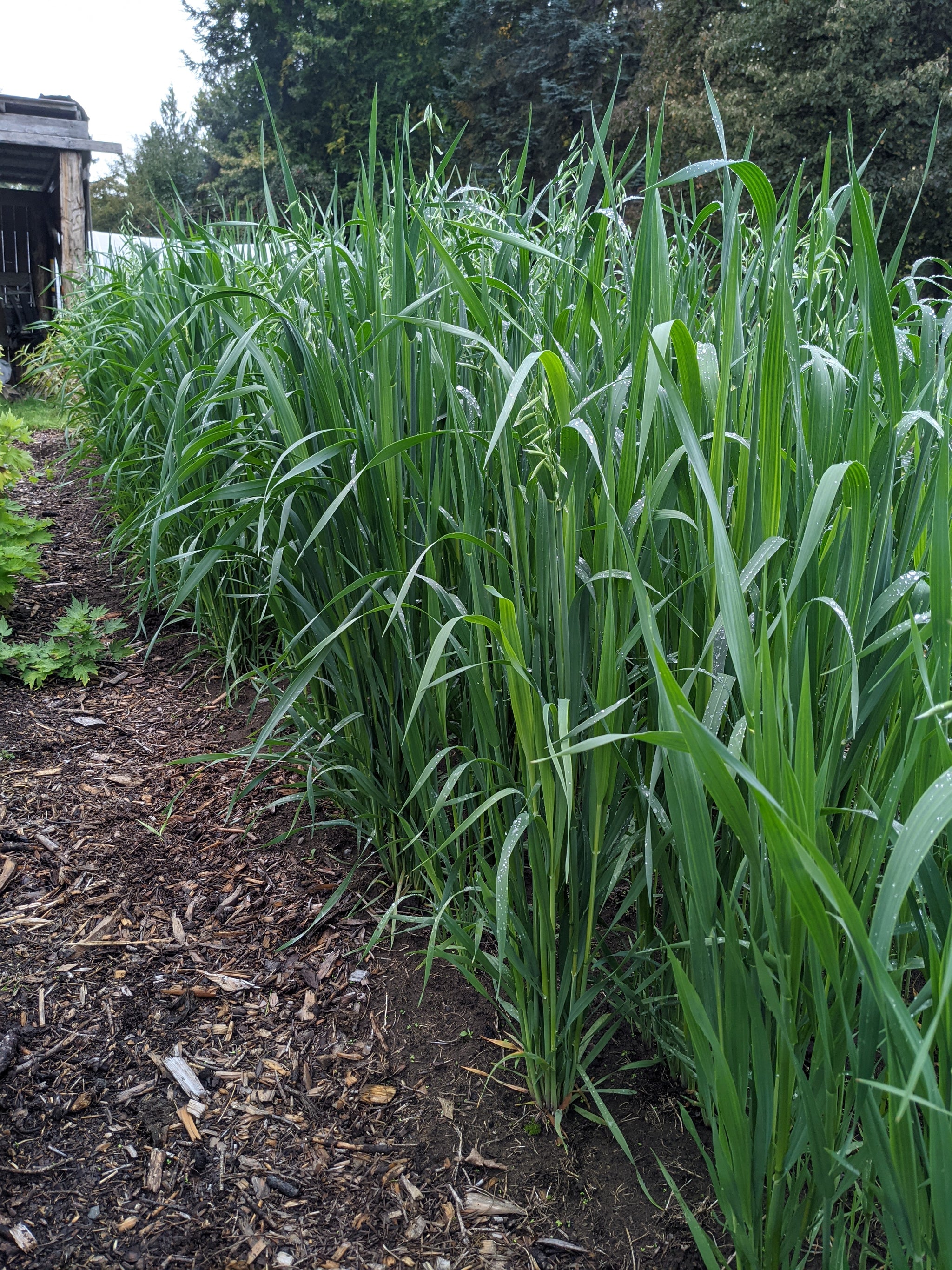 Milky Oat (Dried) | Root Digger Herb Farm