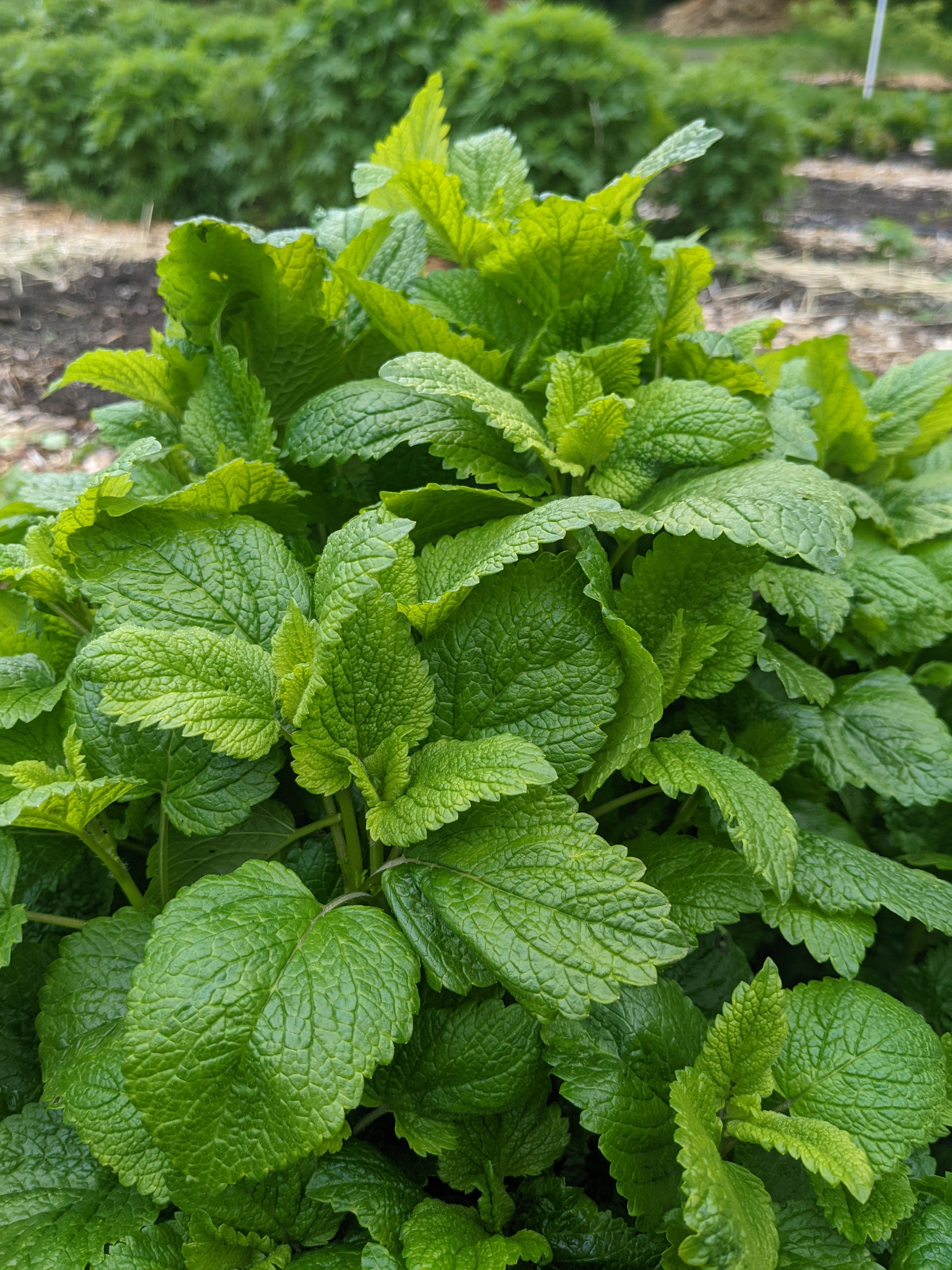 Lemon Balm (FRESH) – Root Digger Herb Farm