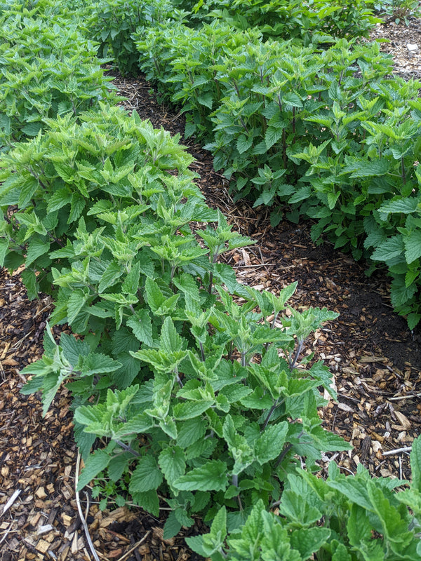 Catnip (FRESH) – Root Digger Herb Farm