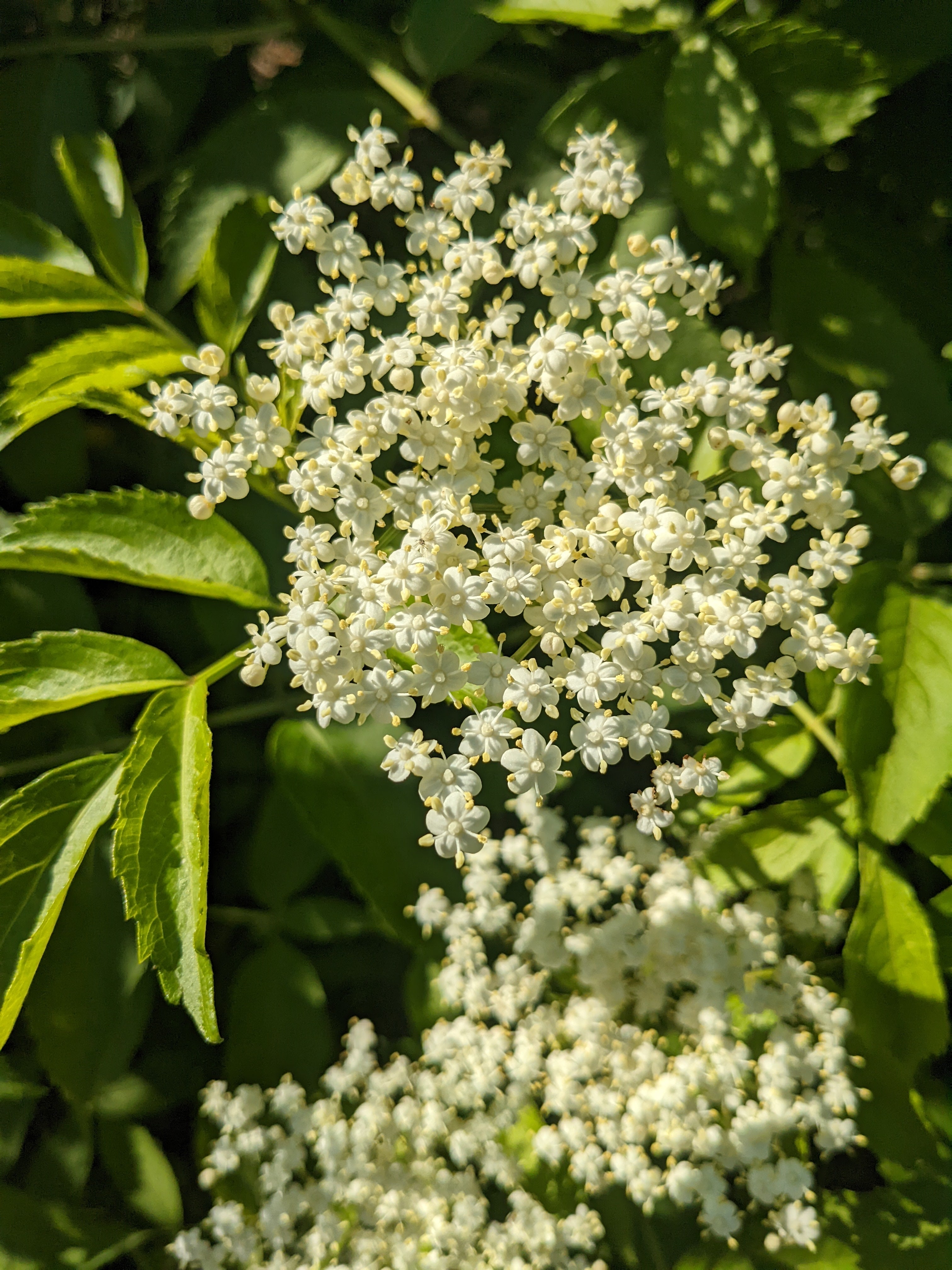 Elderflower (FRESH) – Root Digger Herb Farm