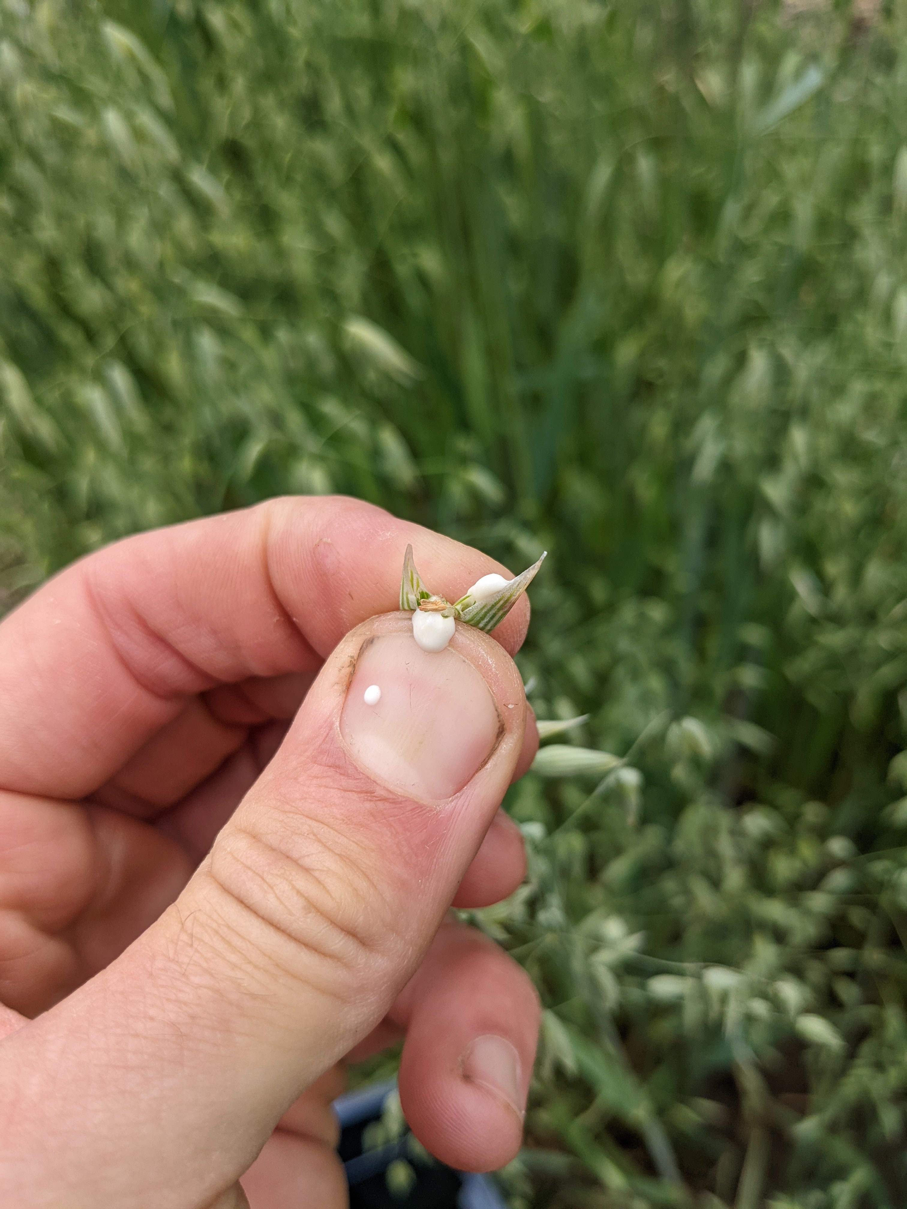 Milky Oat (FRESH) – Root Digger Herb Farm