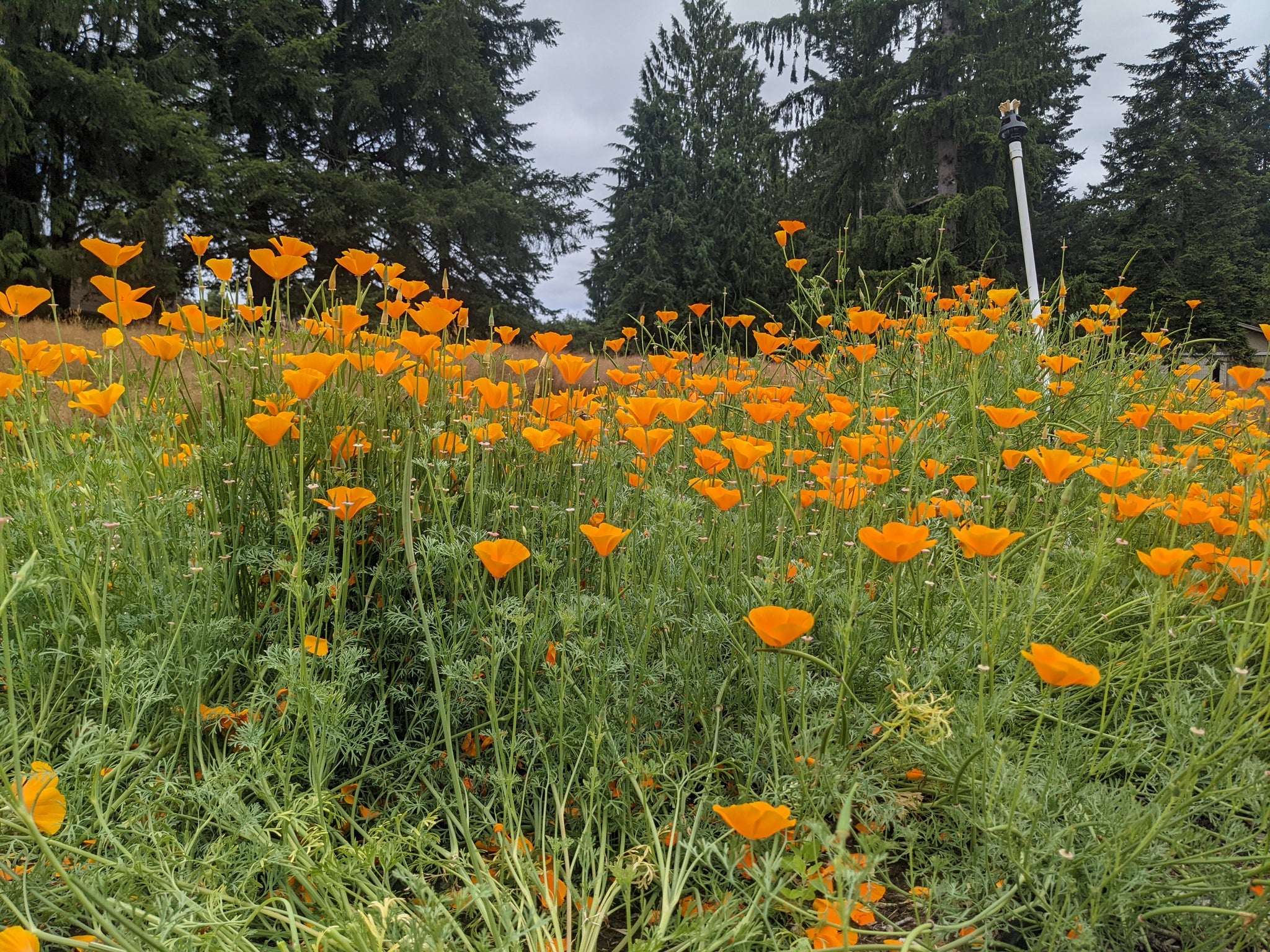 California Poppy (FRESH) – Root Digger Herb Farm